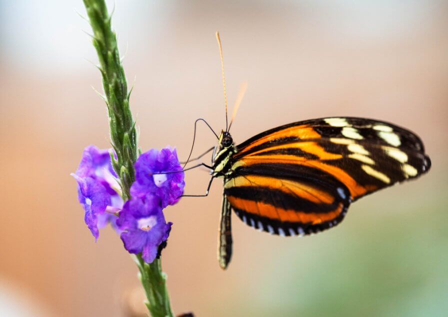 Interview | Oliver Crowe | SAE Student